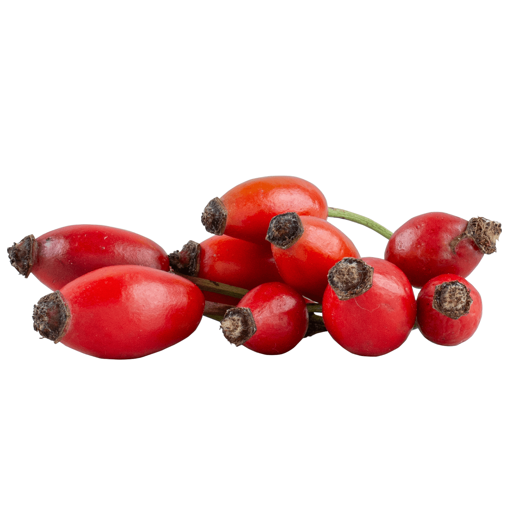 Rose hip extract - Coming Herb | Herb Extracts